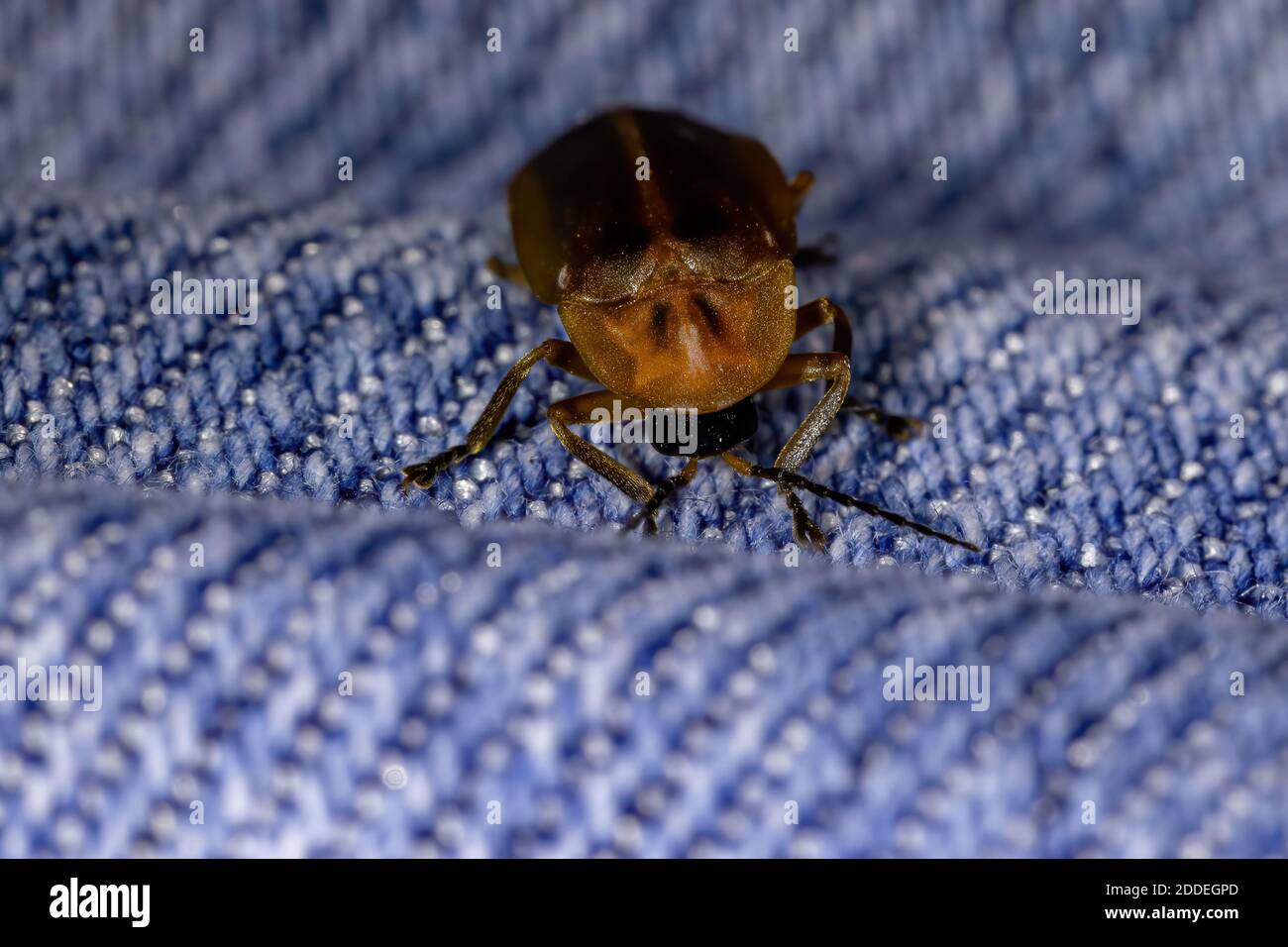 Brazilian Firefly Beetle of the Family Lampyridae Stock Photo - Alamy