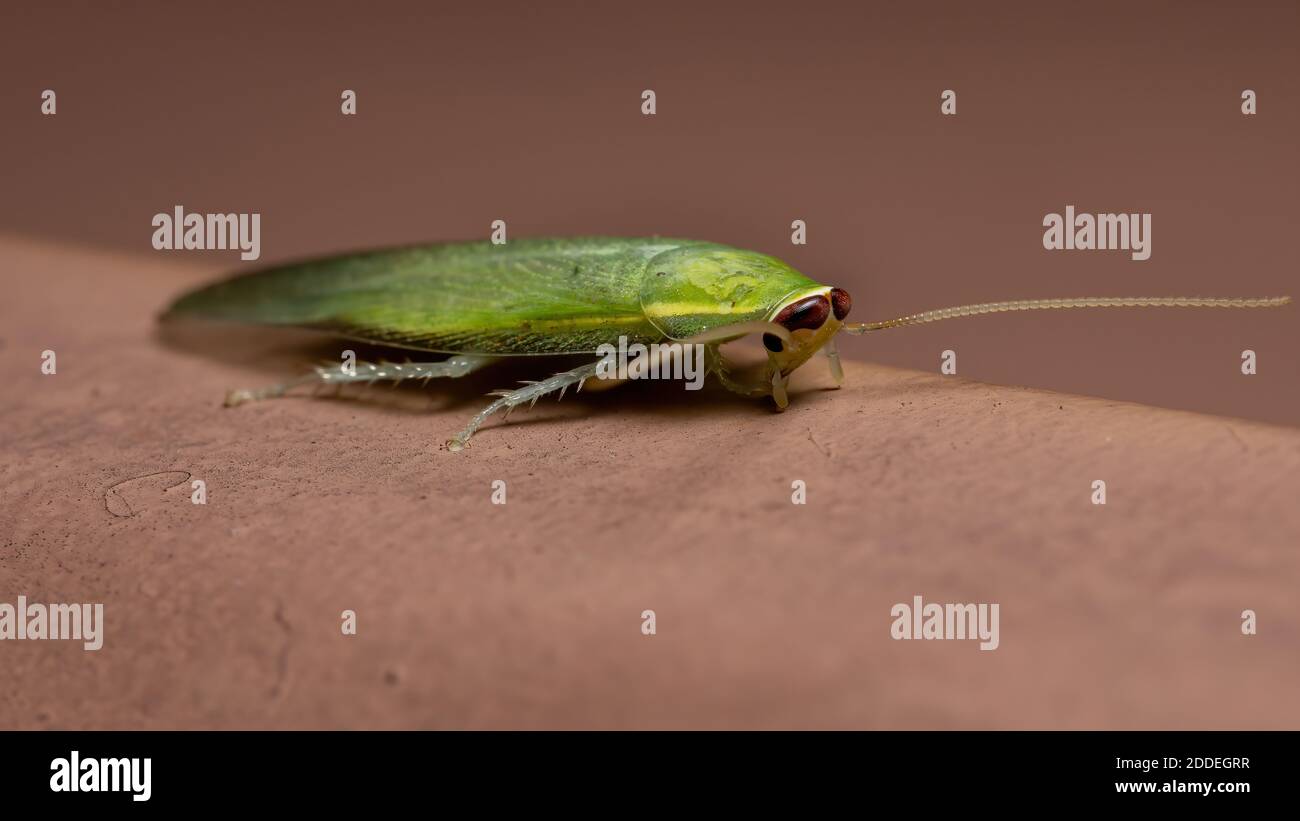Green Giant Cockroach of the Genus Panchlora Stock Photo - Alamy
