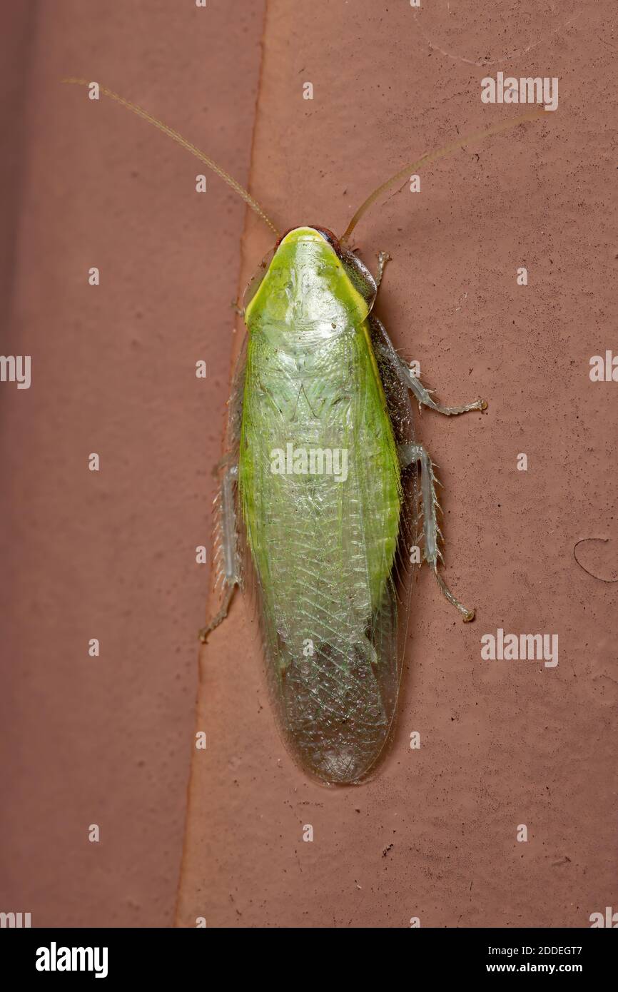 Green Giant Cockroach of the Genus Panchlora Stock Photo - Alamy