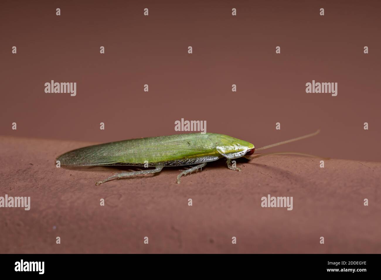 Green banana cockroach hi-res stock photography and images - Alamy