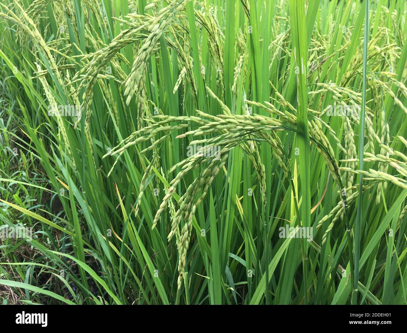 Ears Of Rice High Resolution Stock Photography and Images - Alamy