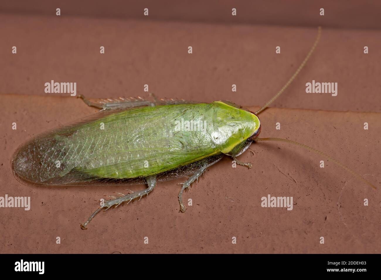 Green Giant Cockroach of the Genus Panchlora Stock Photo - Alamy
