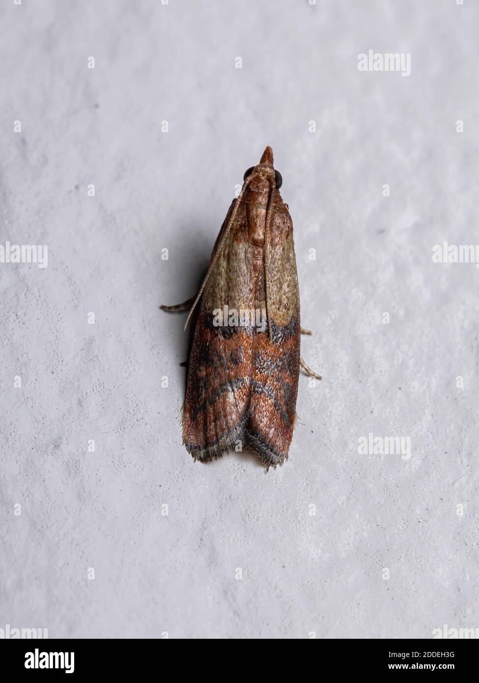 Indian Meal Moth of the species Plodia interpunctella Stock Photo - Alamy