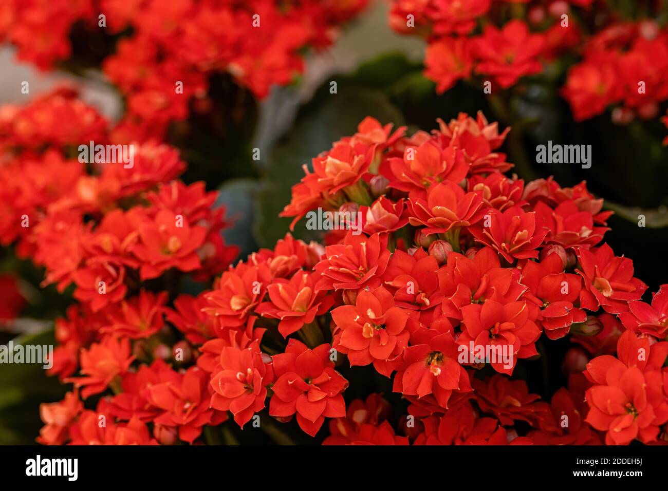 Flaming Katy of the species Kalanchoe blossfeldiana Stock Photo - Alamy