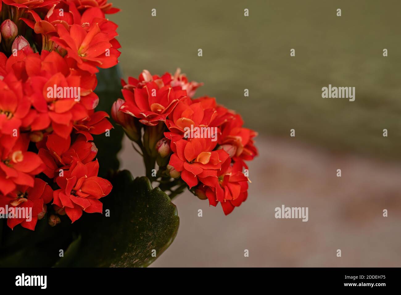 Flaming Katy of the species Kalanchoe blossfeldiana Stock Photo - Alamy