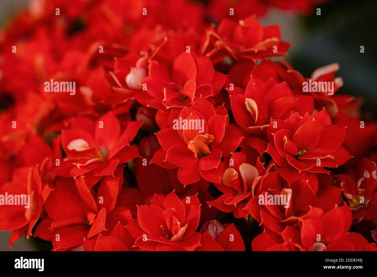 Flaming Katy of the species Kalanchoe blossfeldiana Stock Photo - Alamy