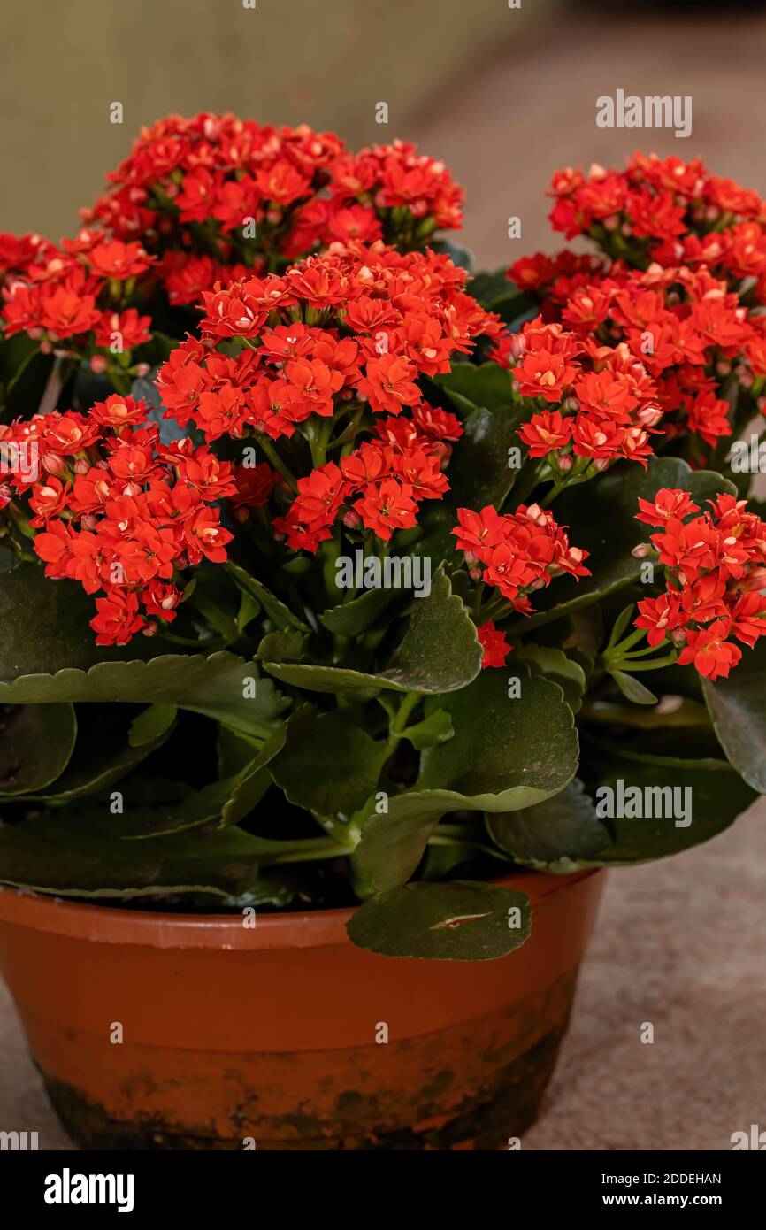 Flaming Katy of the species Kalanchoe blossfeldiana Stock Photo - Alamy