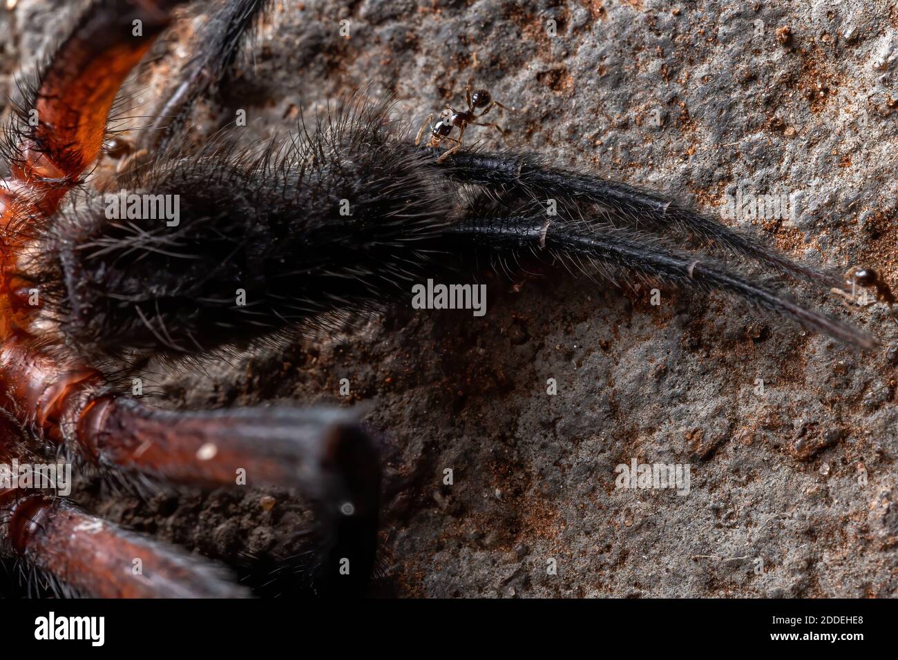 Curtain-web Spider of the Genus Diplura Stock Photo - Alamy
