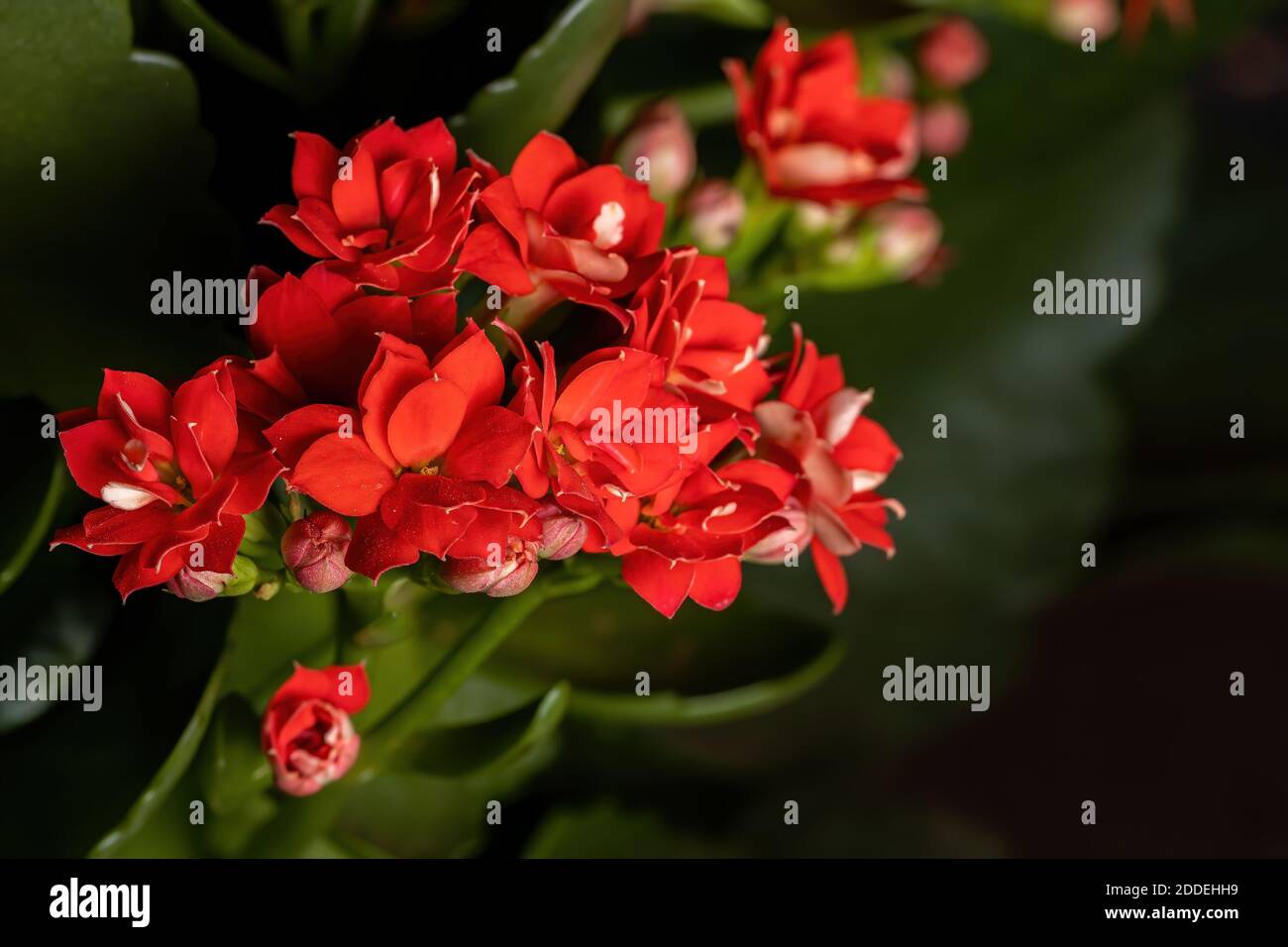 Flaming Katy of the species Kalanchoe blossfeldiana Stock Photo - Alamy