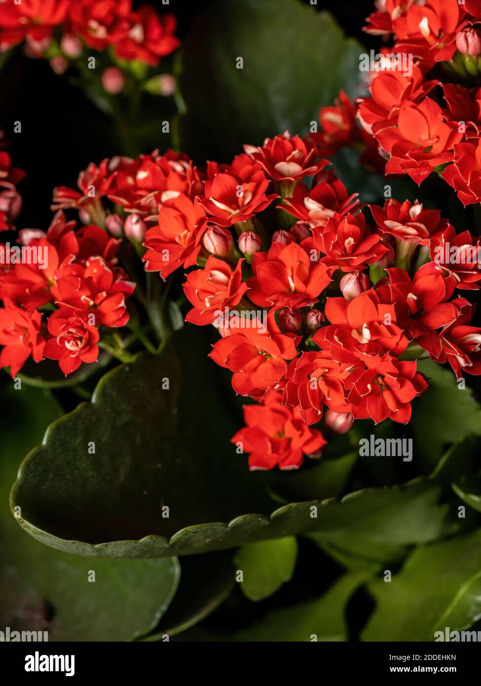 Flaming Katy of the species Kalanchoe blossfeldiana Stock Photo - Alamy