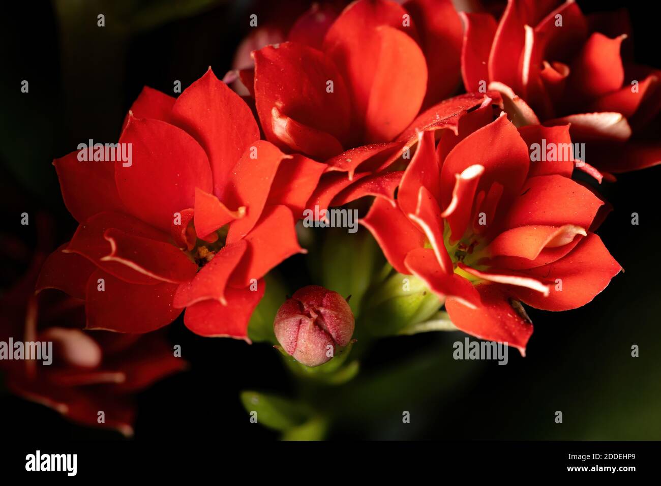 Flaming Katy of the species Kalanchoe blossfeldiana Stock Photo - Alamy