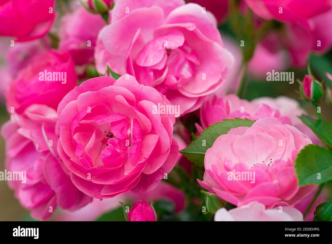 Flowers of a delicate pink rose variety Angela, on the background of ...