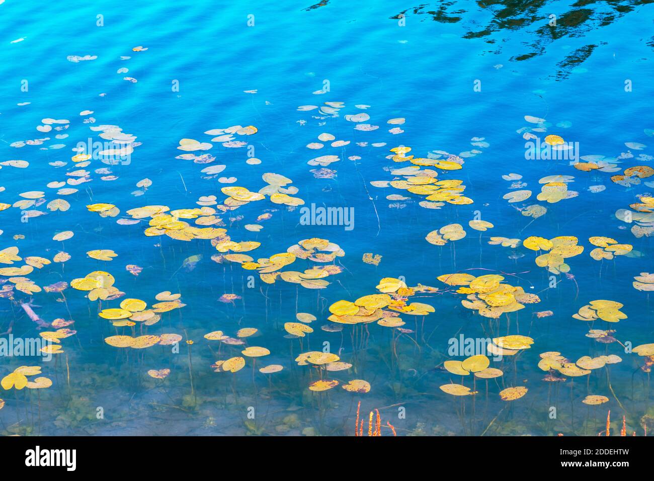 Clear blue surface of lake water with plants. Background, texture Stock ...
