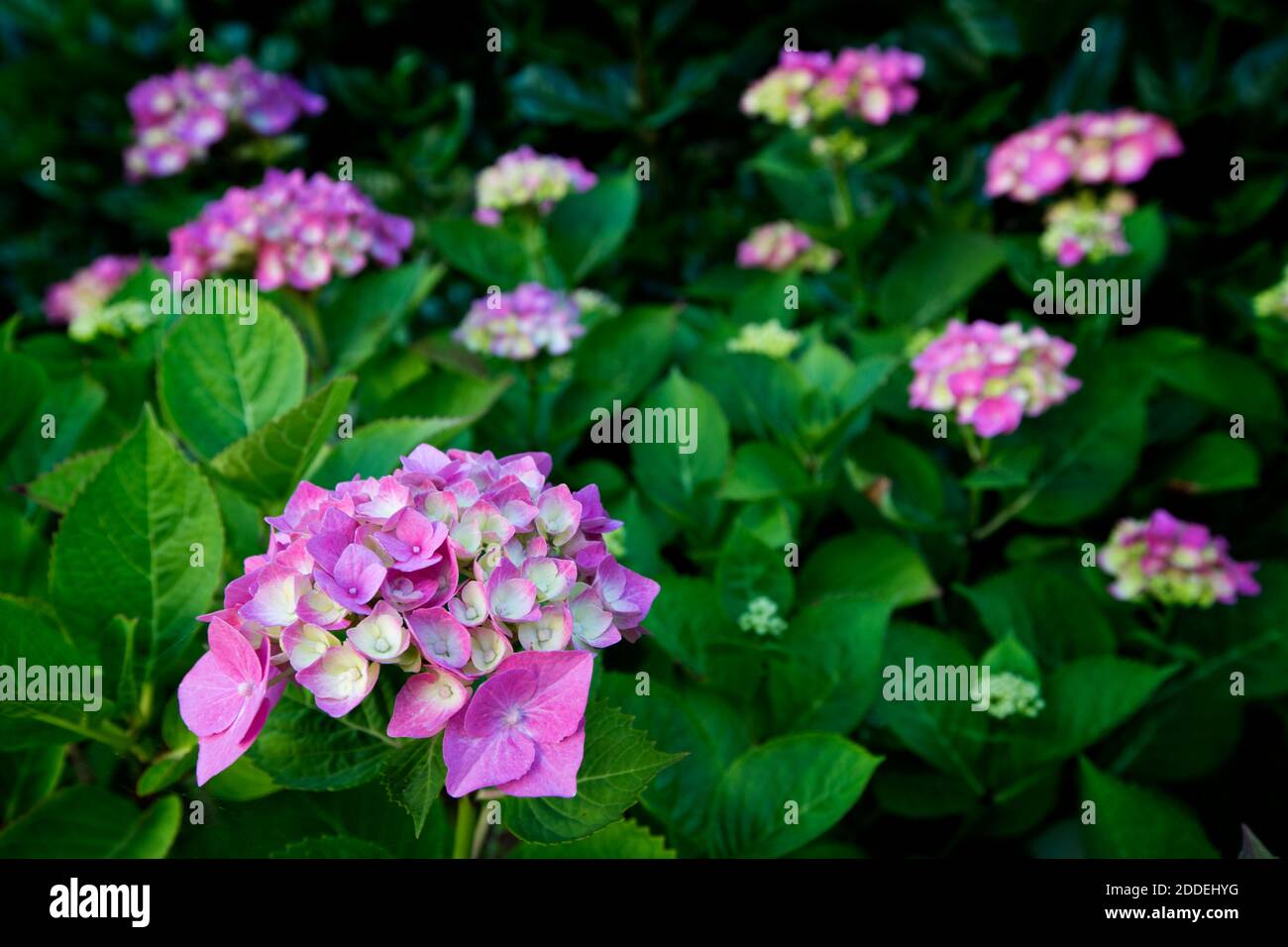 Hydrangea english garden border hi-res stock photography and images - Alamy