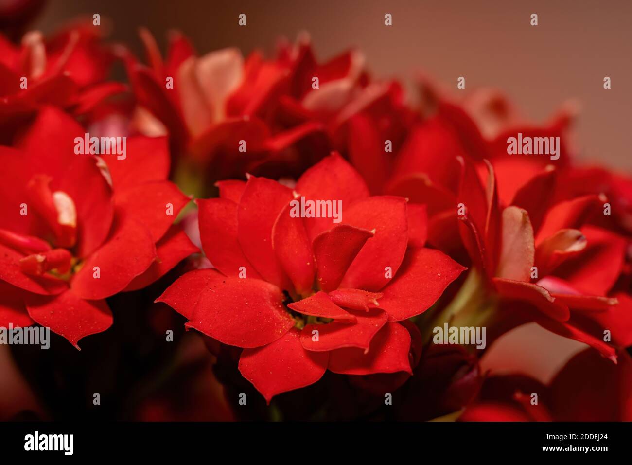 Flaming Katy of the species Kalanchoe blossfeldiana Stock Photo - Alamy