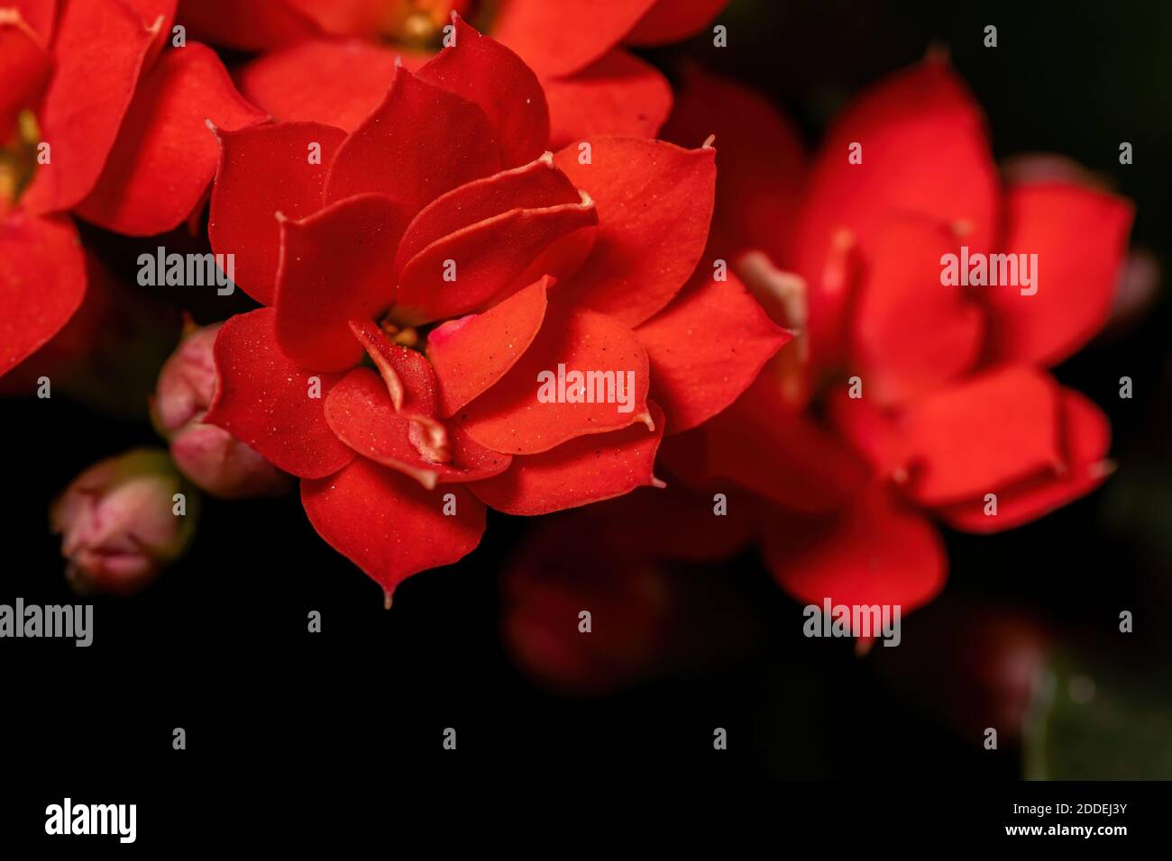 Flaming Katy of the species Kalanchoe blossfeldiana Stock Photo - Alamy
