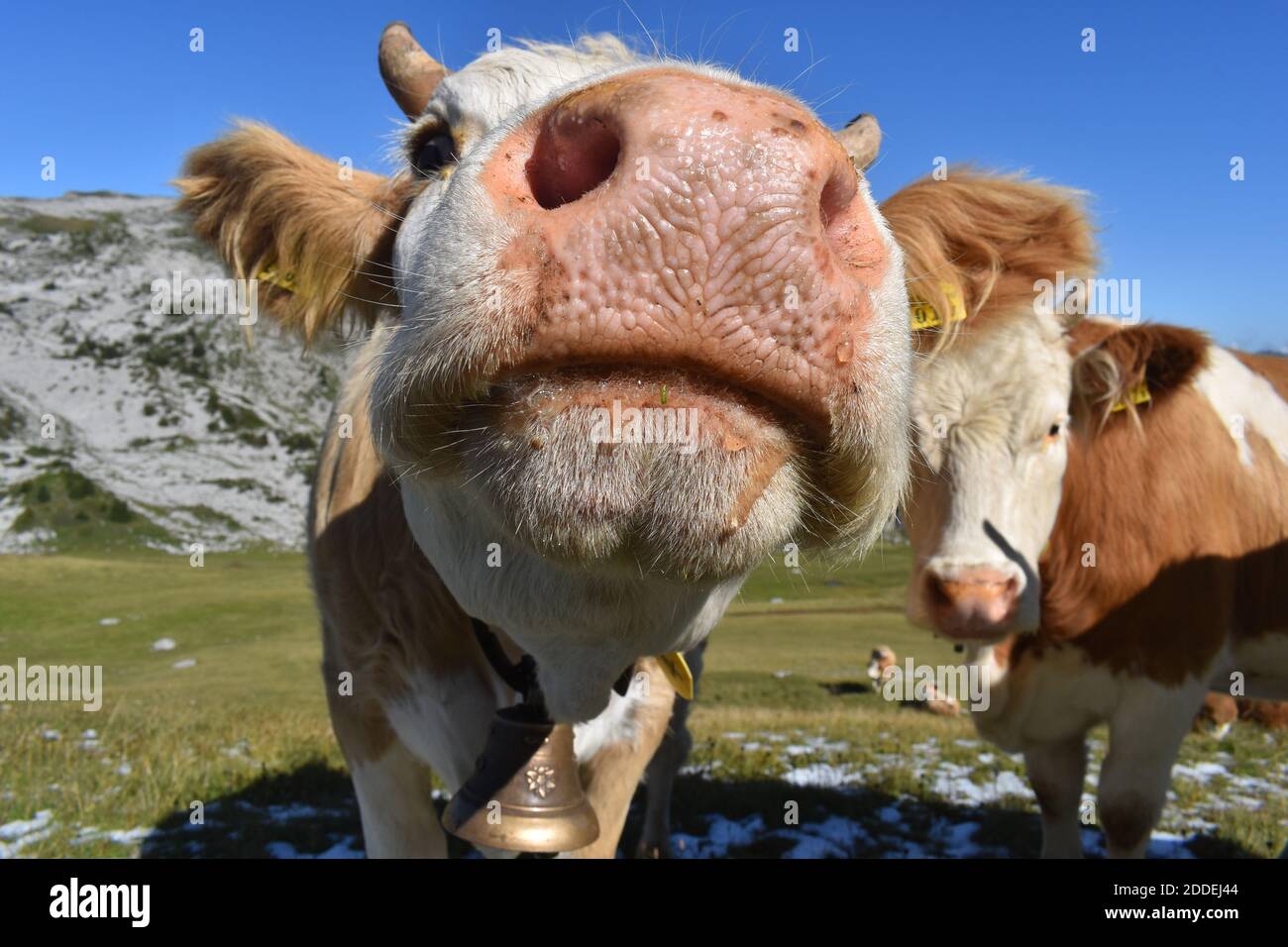 Swiss farm cows interlaken hi-res stock photography and images - Alamy
