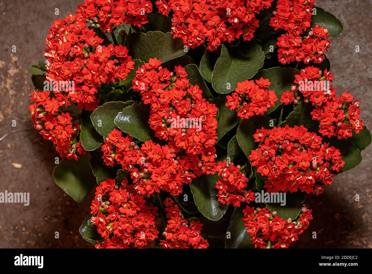 Flaming Katy of the species Kalanchoe blossfeldiana Stock Photo - Alamy