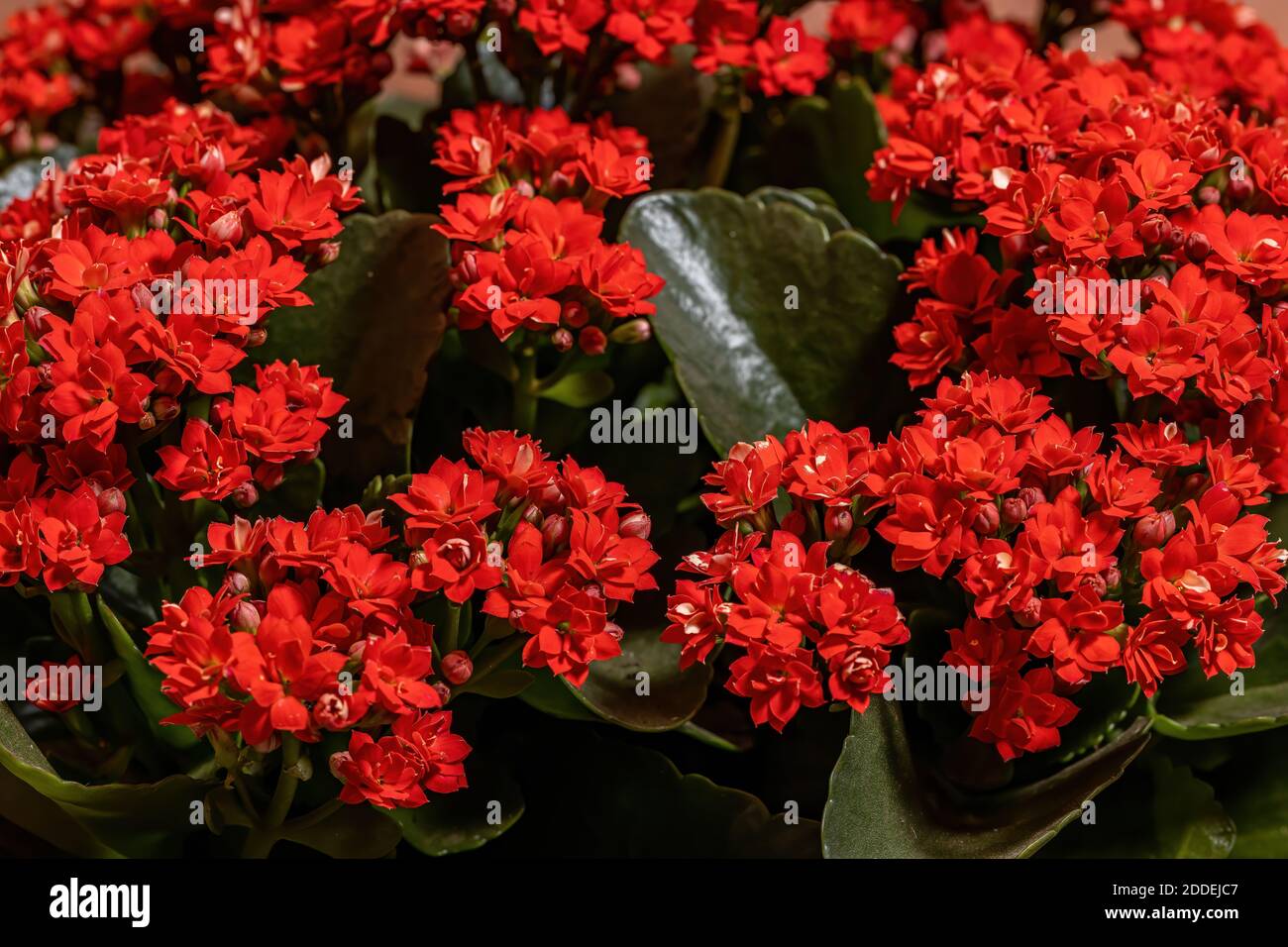 Flaming Katy of the species Kalanchoe blossfeldiana Stock Photo - Alamy