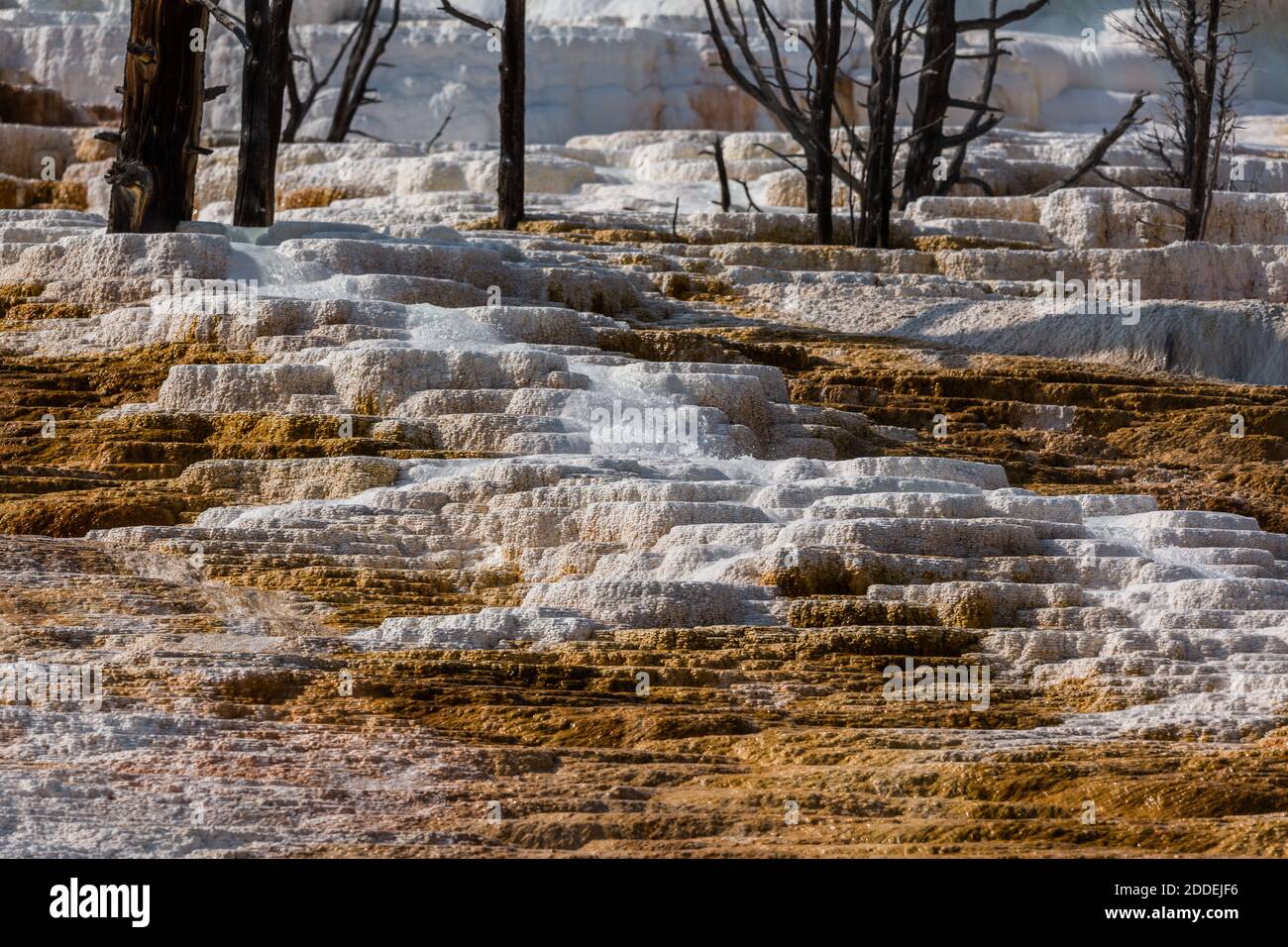 Water flows down Angel Terrace, Upper Terraces, Mammoth Hot Springs ...