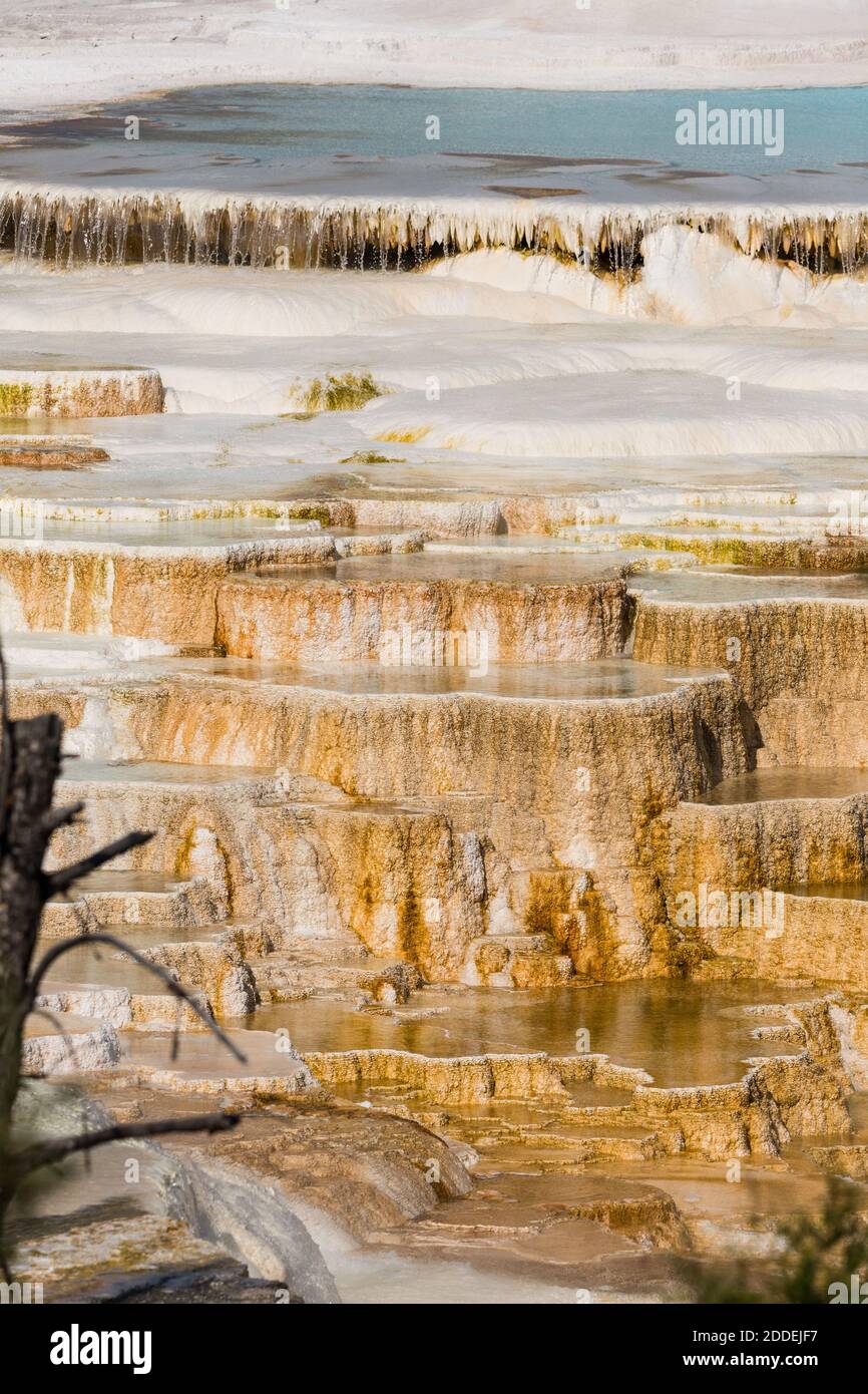 Canary Spring terraces, Main Terrace, Mammoth Hot Springs, Yellowstone ...
