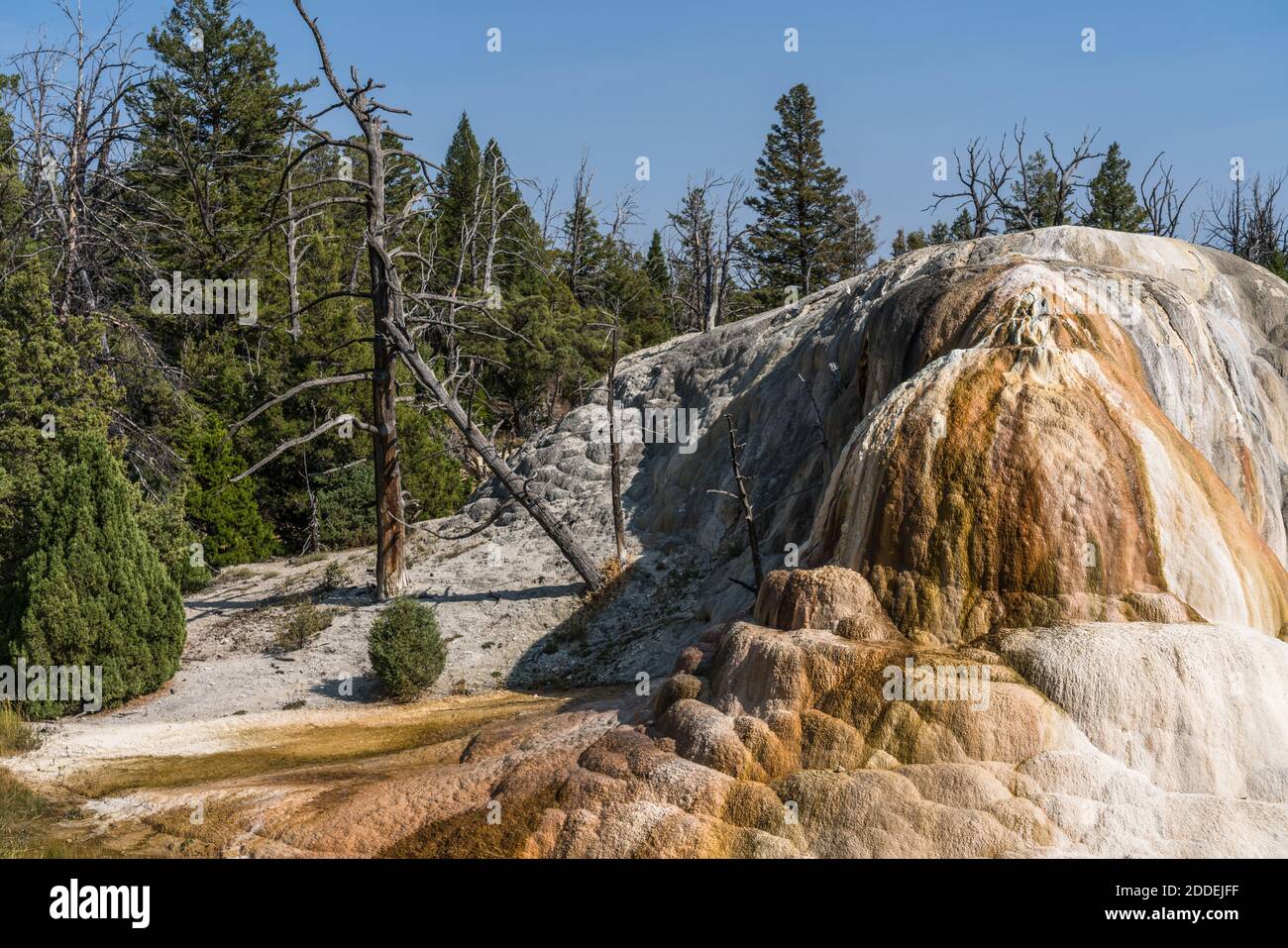 Orange Spring Mound on the Upper Terraces of Mammoth Hot Springs ...