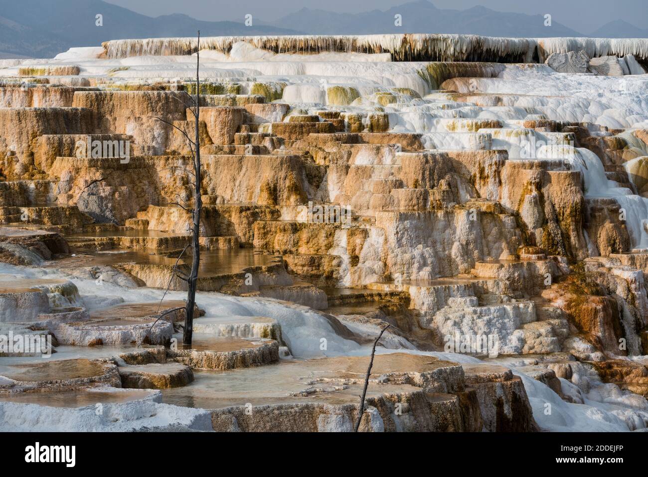 Canary Spring terraces, Main Terrace, Mammoth Hot Springs, Yellowstone ...