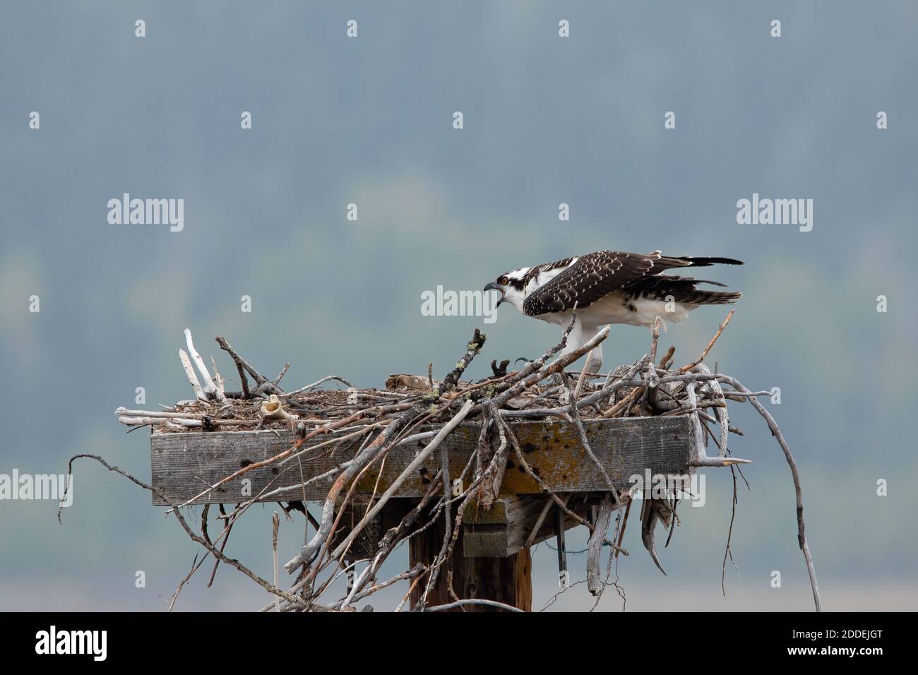 A young osprey on a nest box waiting for its mother to bring a fish ...