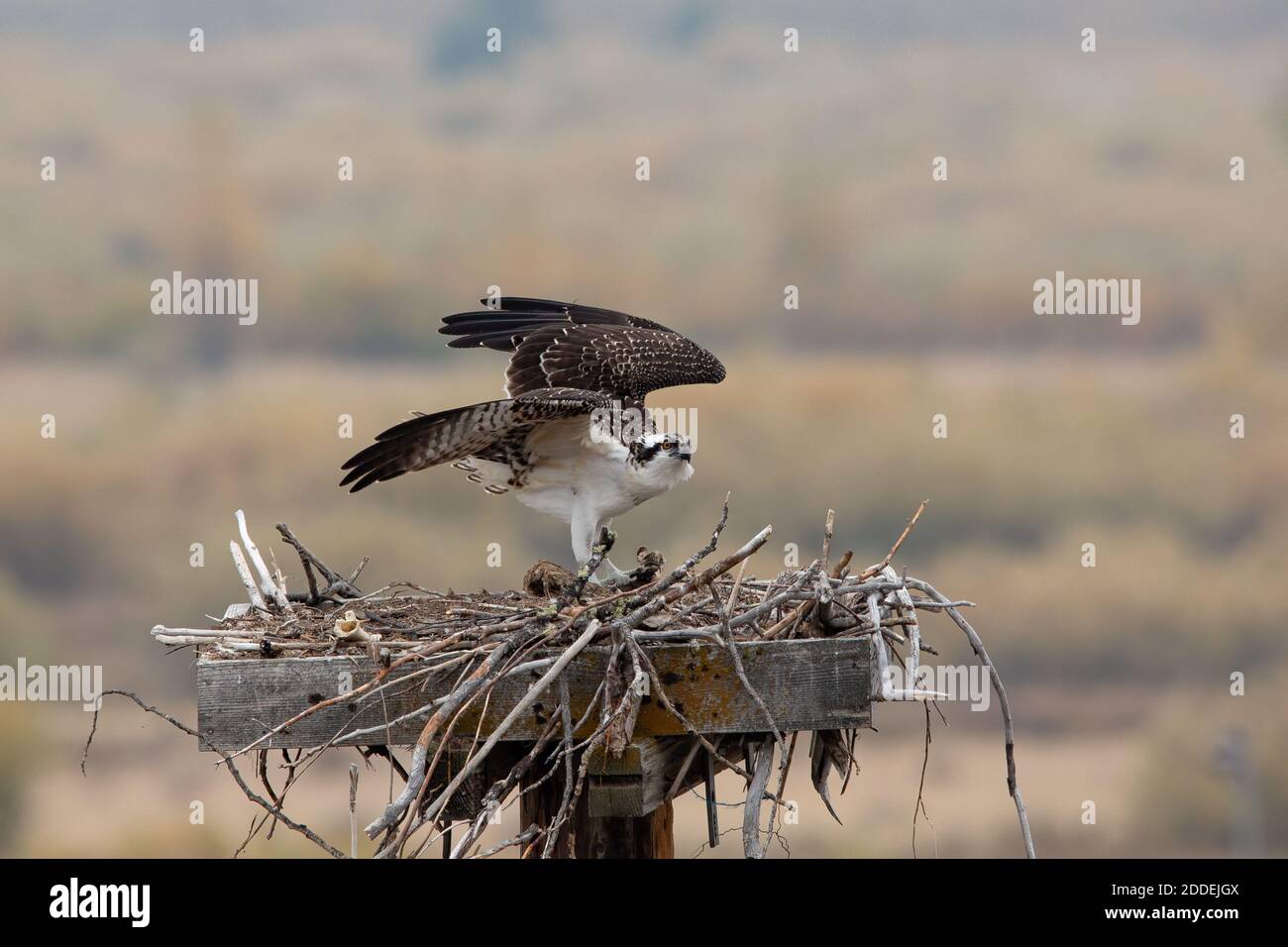A young osprey on a nest box waiting for its mother to bring a fish ...