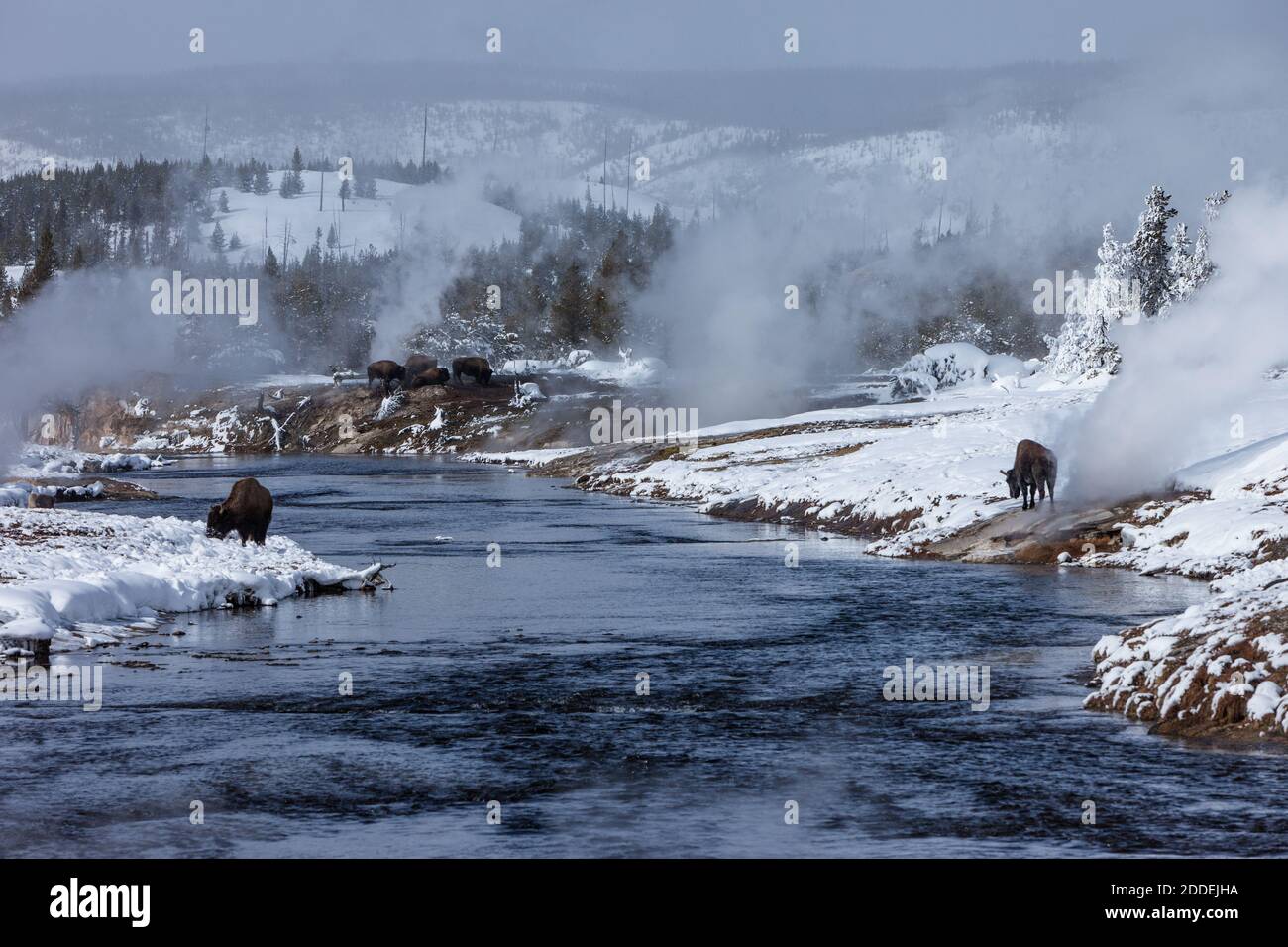 Buffalo in hot springs yellowstone hi-res stock photography and images ...