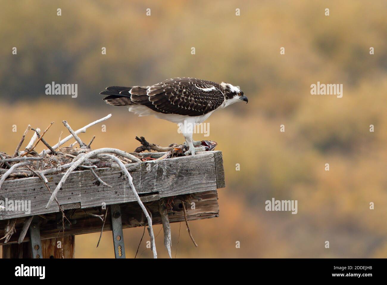 A young osprey on a nest box eats a fish in the Buffalo Valley in Grand ...