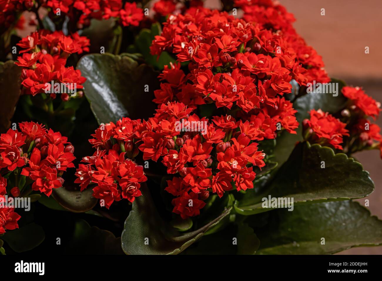 Flaming Katy of the species Kalanchoe blossfeldiana Stock Photo - Alamy