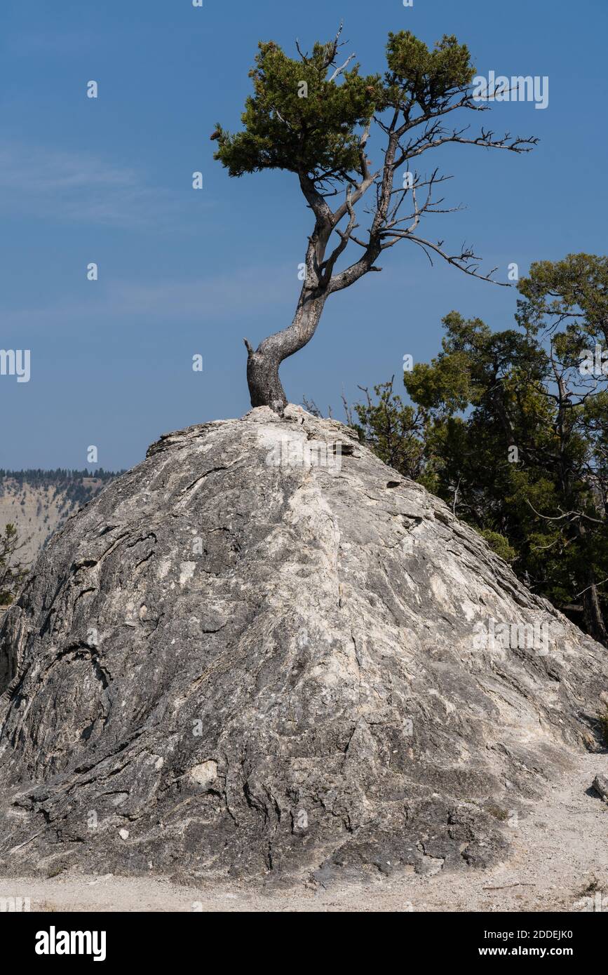 A lone lodgepole pine atop a sinter mound by Aphrodite Terrace in ...