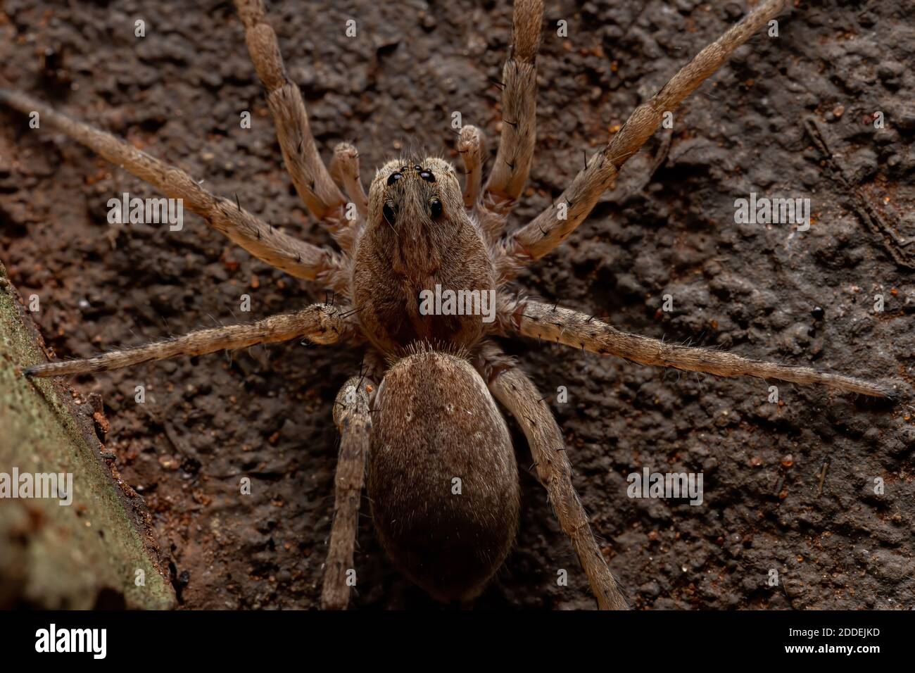 Wolf Spider of the Family Lycosidae Stock Photo - Alamy