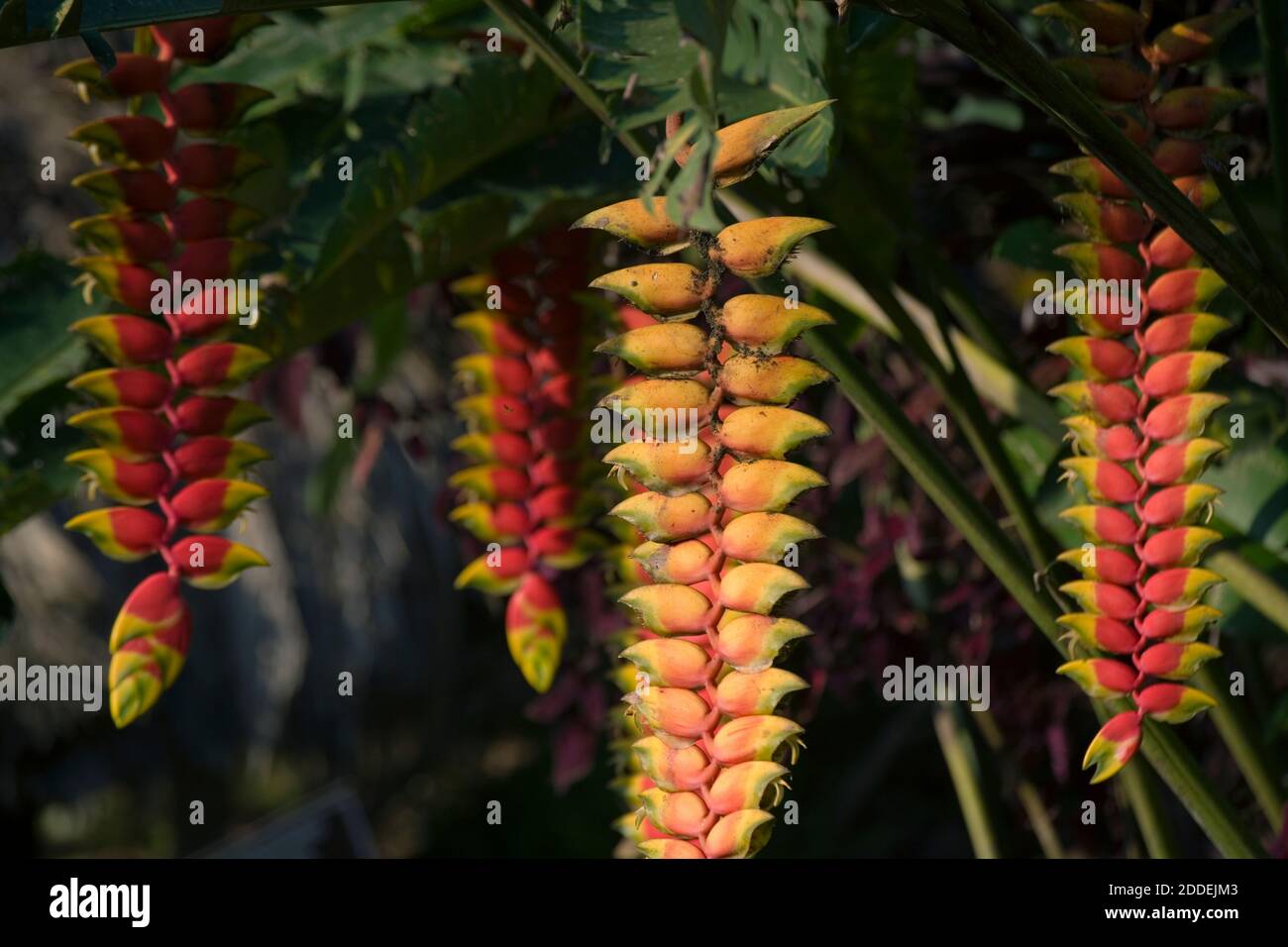 Heliconia; a genus of stricking flowering plants characteristic of ...