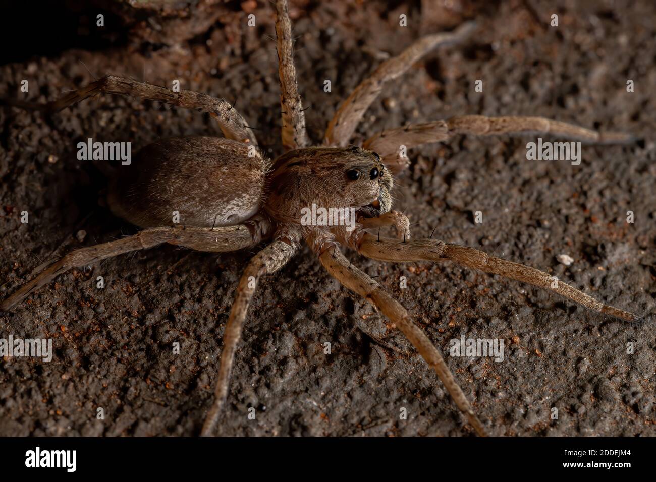 Wolf Spider of the Family Lycosidae Stock Photo - Alamy
