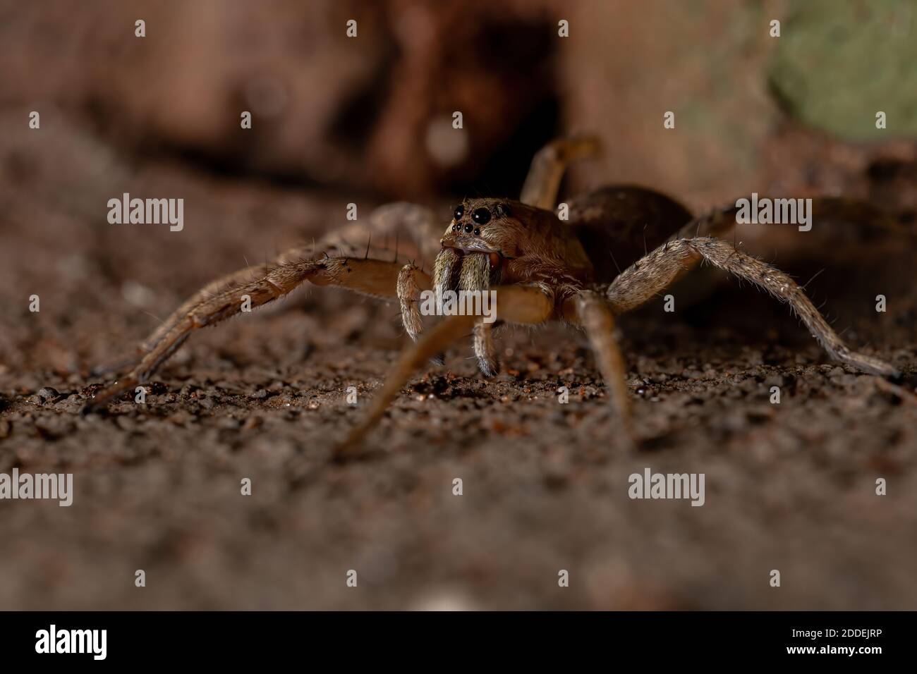 Wolf Spider of the Family Lycosidae Stock Photo - Alamy