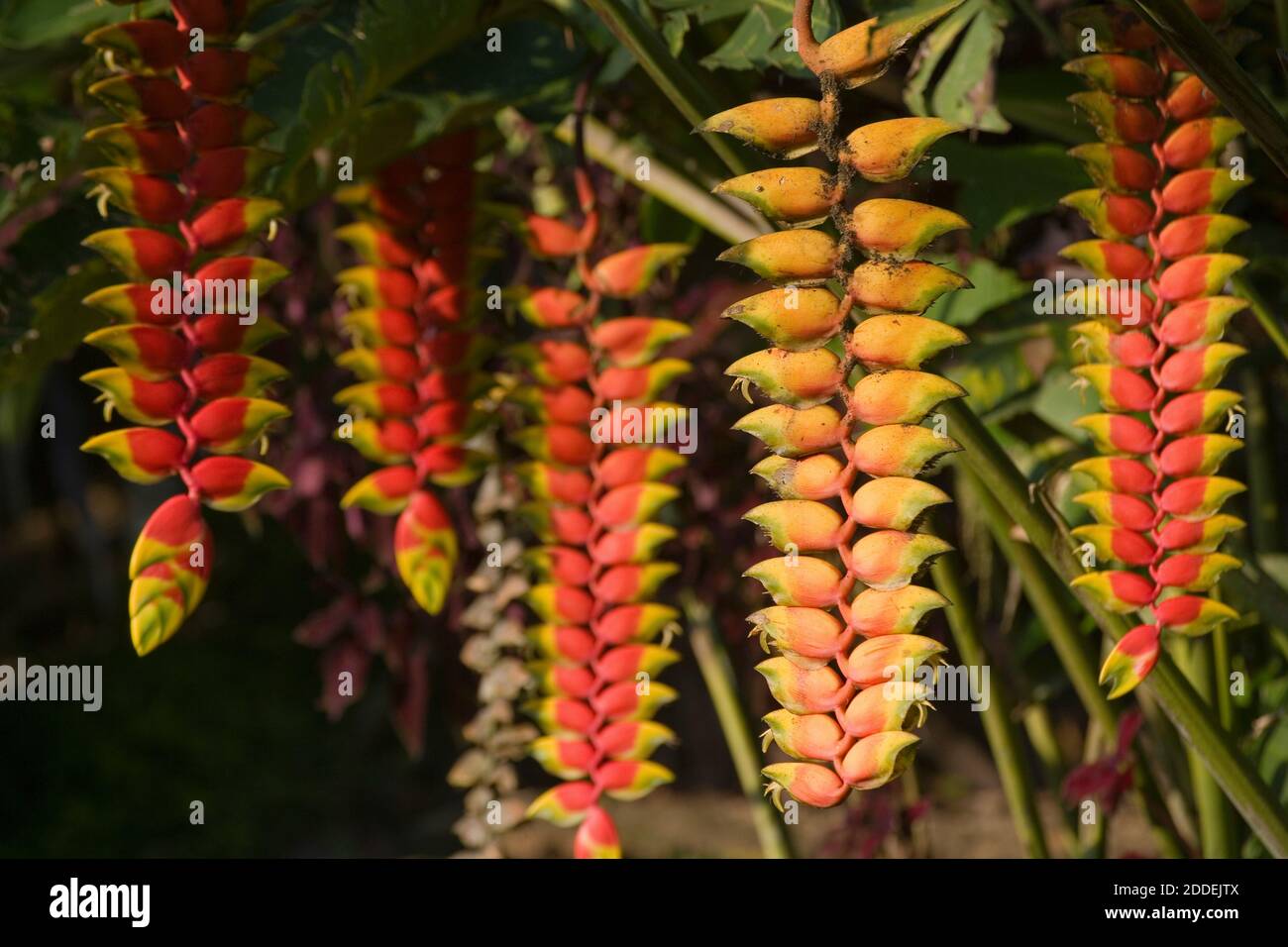 Heliconia; a genus of stricking flowering plants characteristic of ...