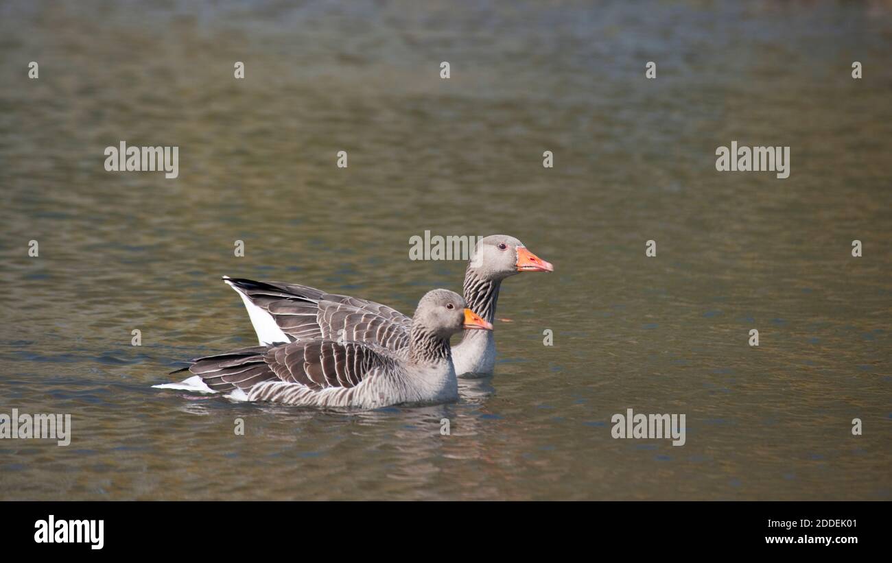 Greylag Goose. Anser anser. The ancestor of most domestic geese, the ...