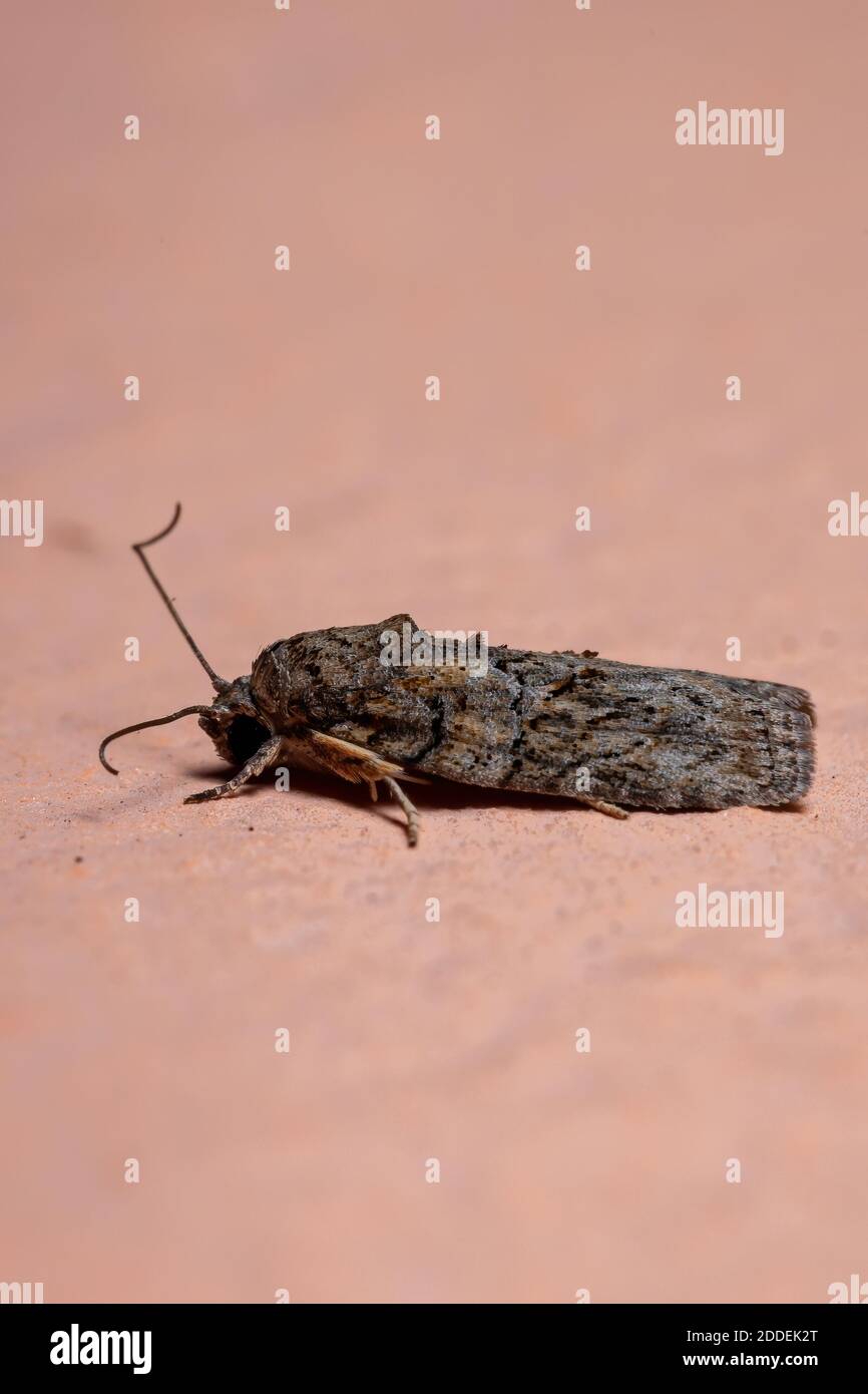Tufted Moth of the Genus Garella Stock Photo - Alamy