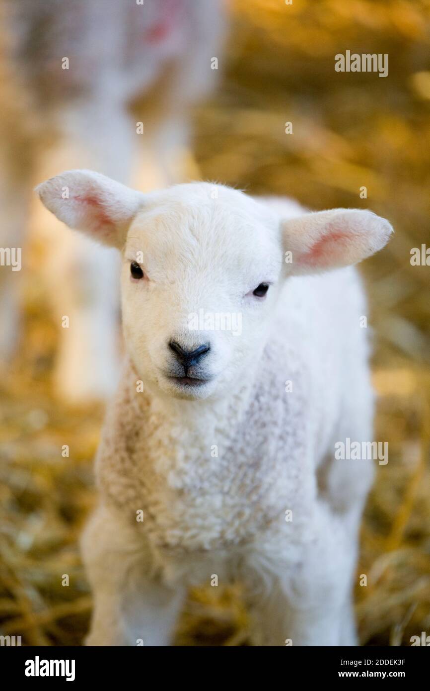 White faced new born Lleyn lamb on afarm at lambing time, UK Stock ...