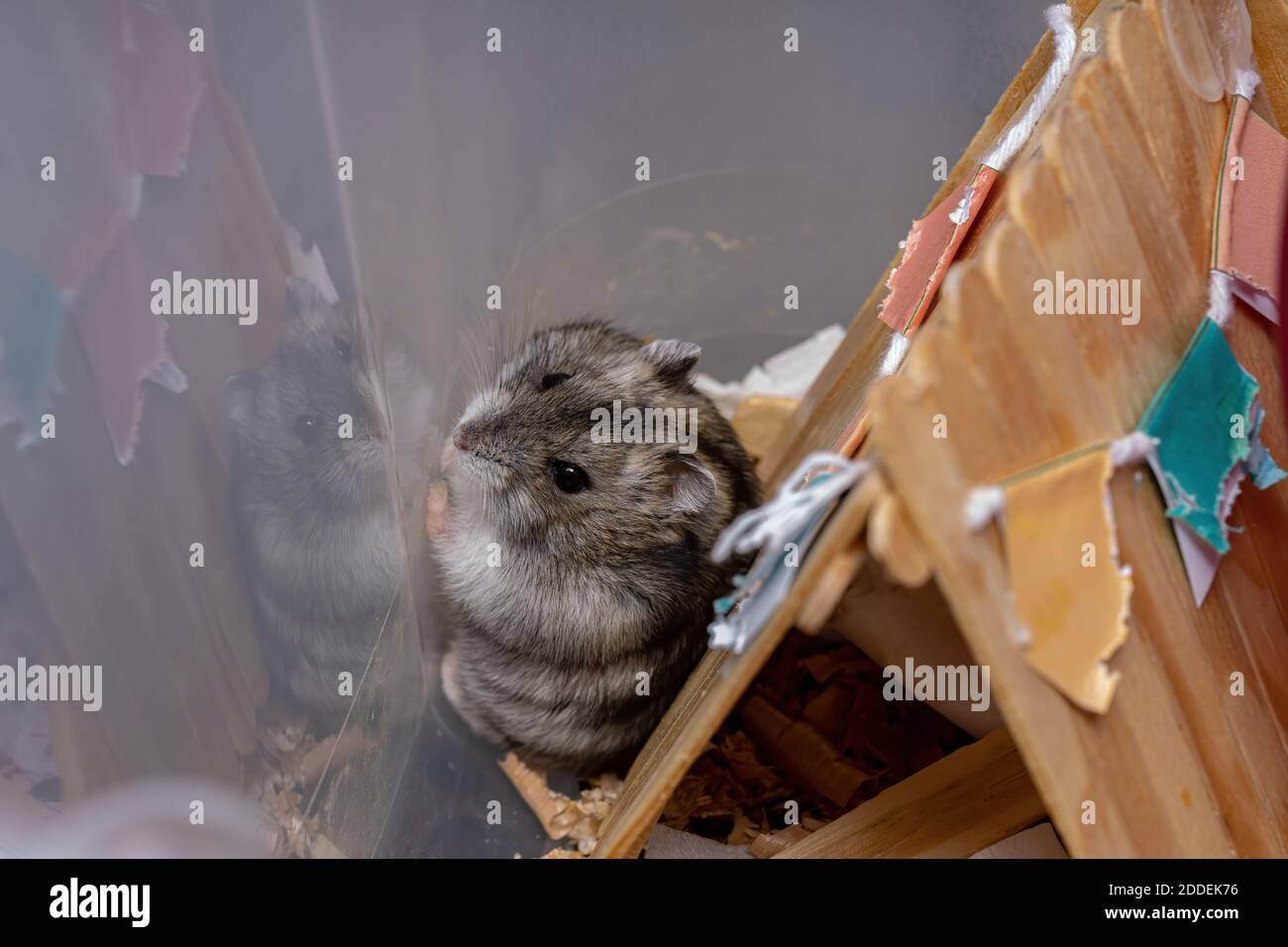 Campbell's dwarf hamster of the species Phodopus campbelli Stock Photo ...