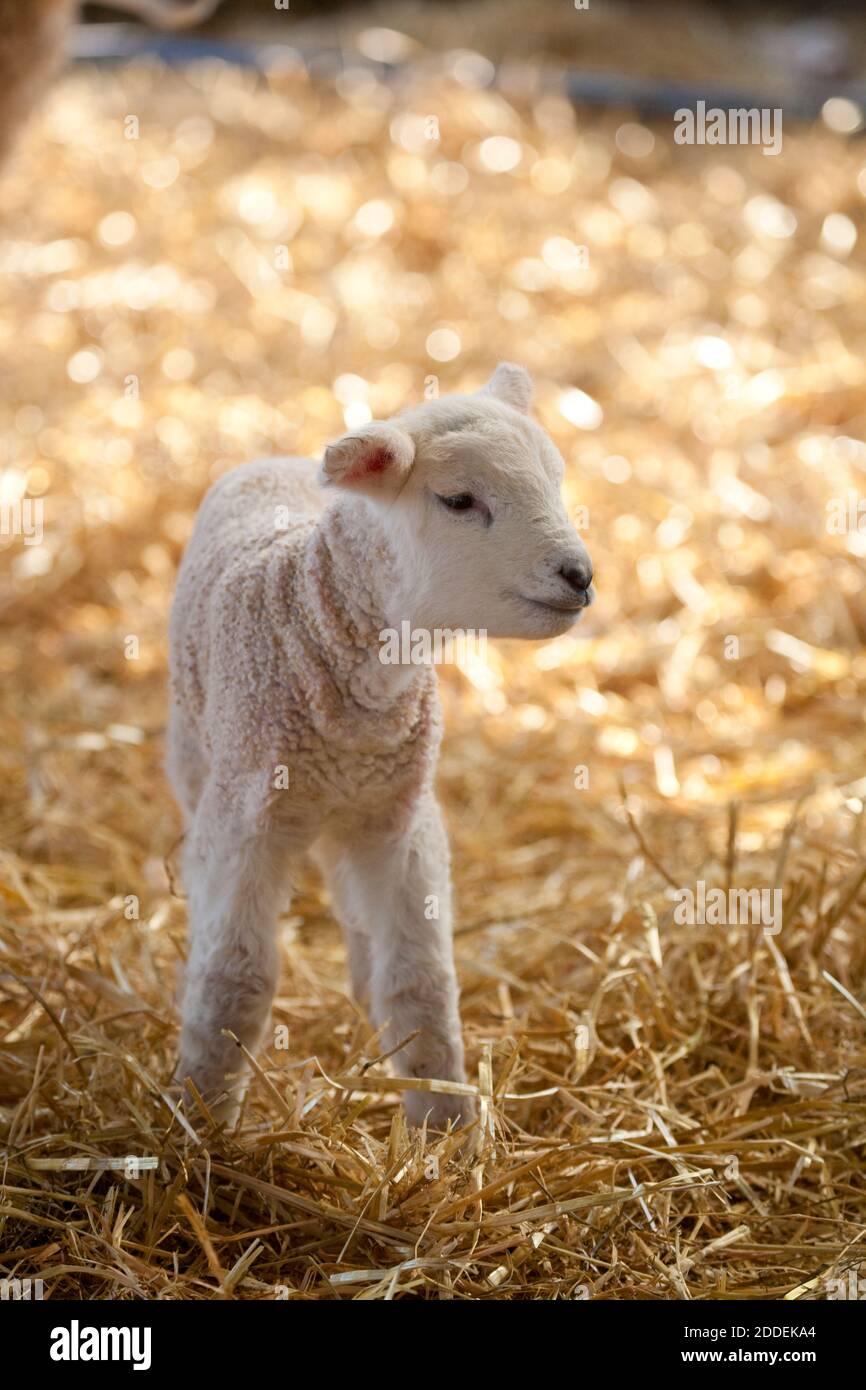 Afarm hi-res stock photography and images - Alamy