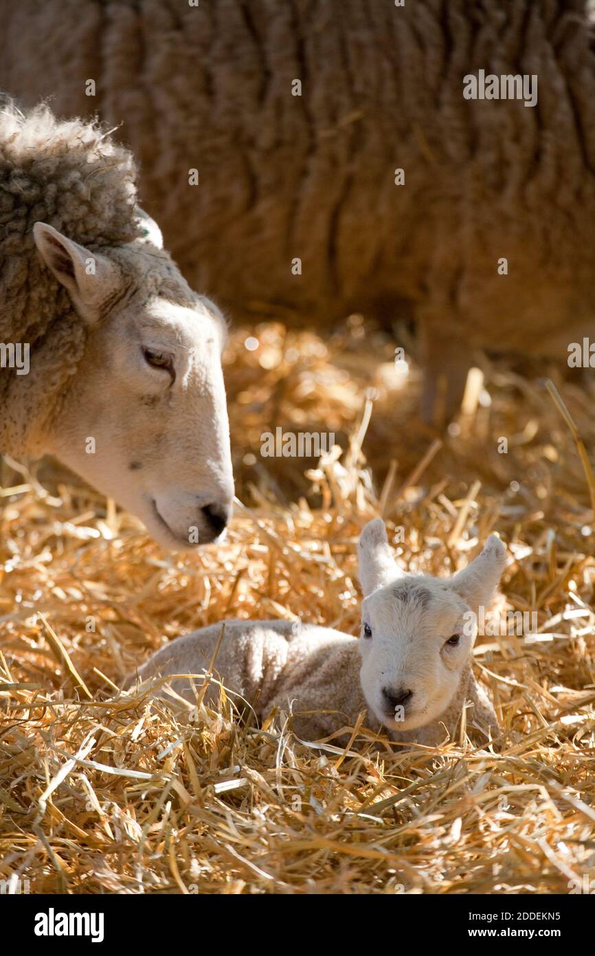 White faced new born Lleyn lamb on afarm at lambing time, UK Stock ...