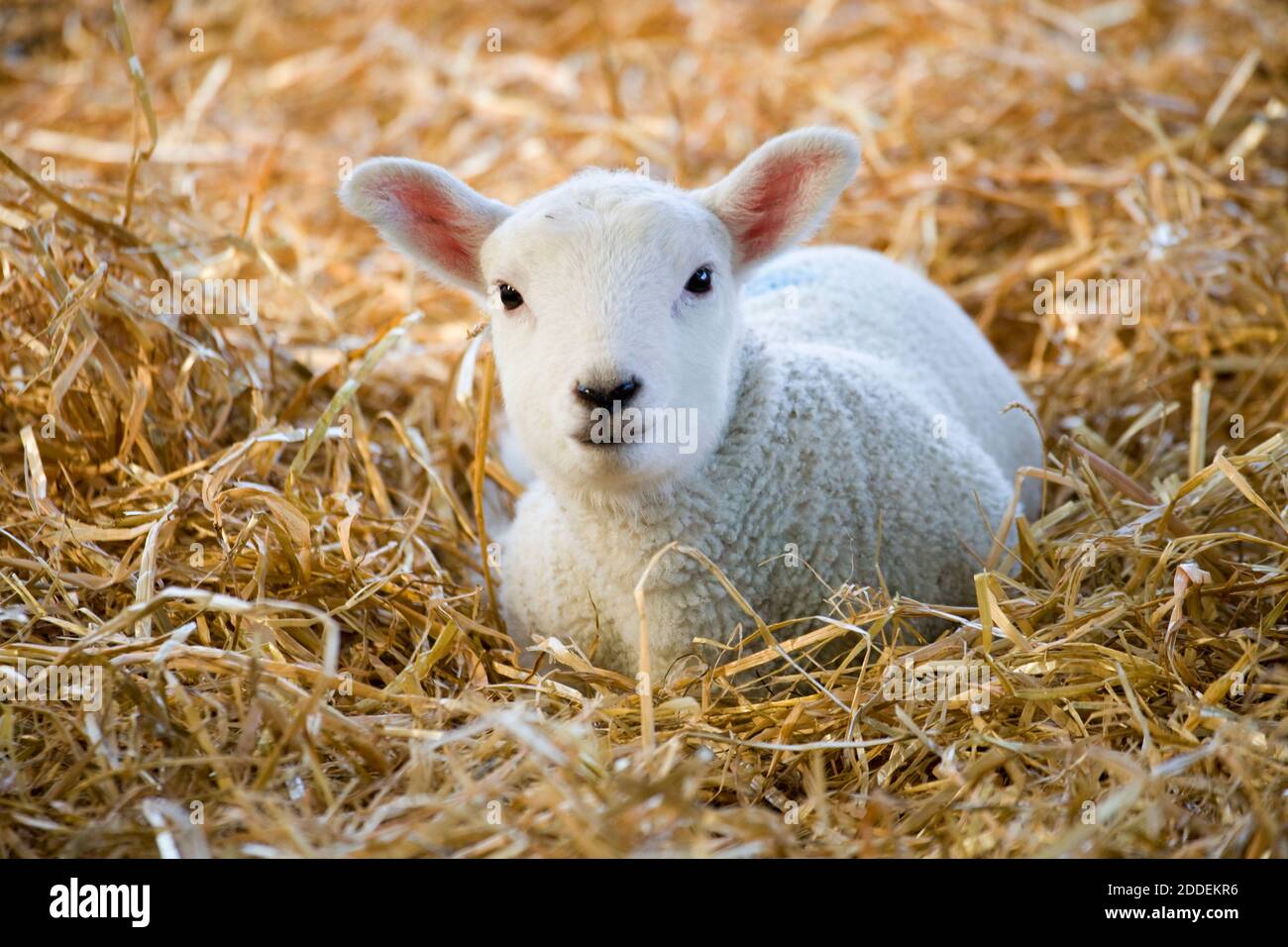 White faced new born Lleyn lamb on afarm at lambing time, UK Stock ...