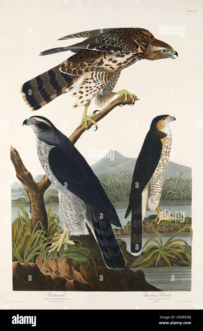 Vintage portrait of black hawk hi-res stock photography and images - Alamy