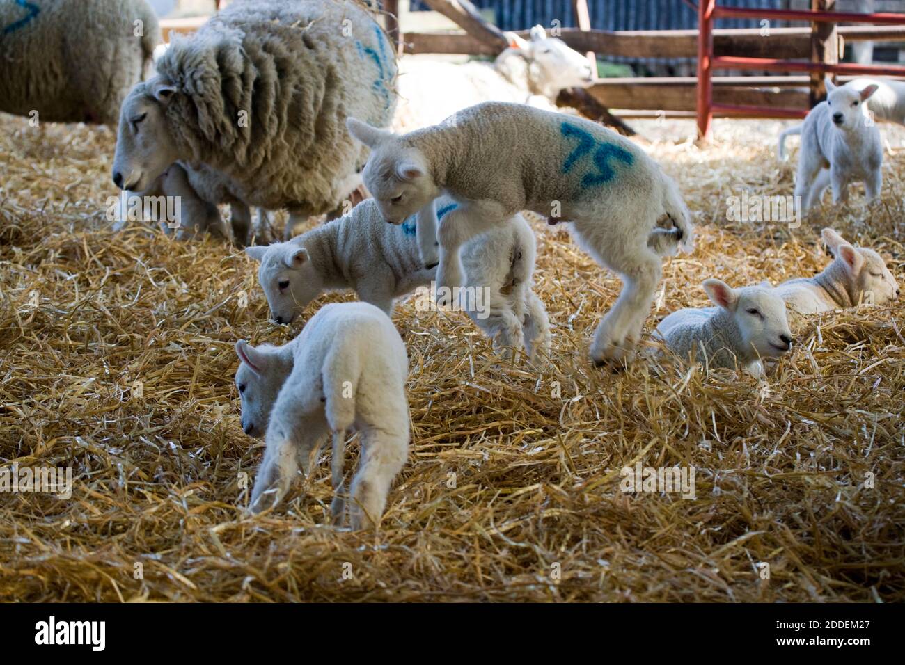 White faced new born Lleyn lamb on a farm at lambing time, UK Stock ...