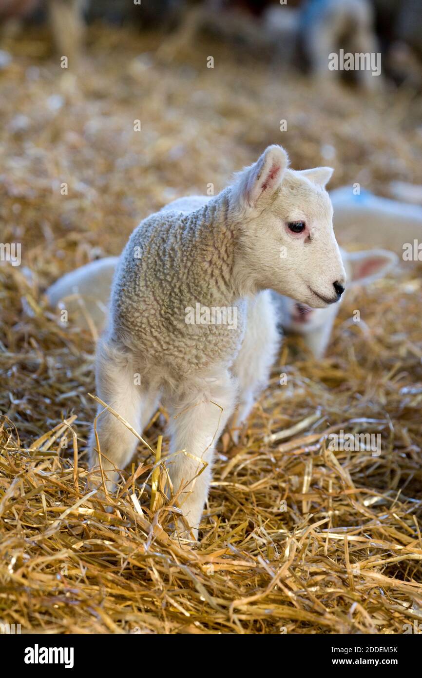 White faced new born Lleyn lamb on afarm at lambing time, UK Stock ...