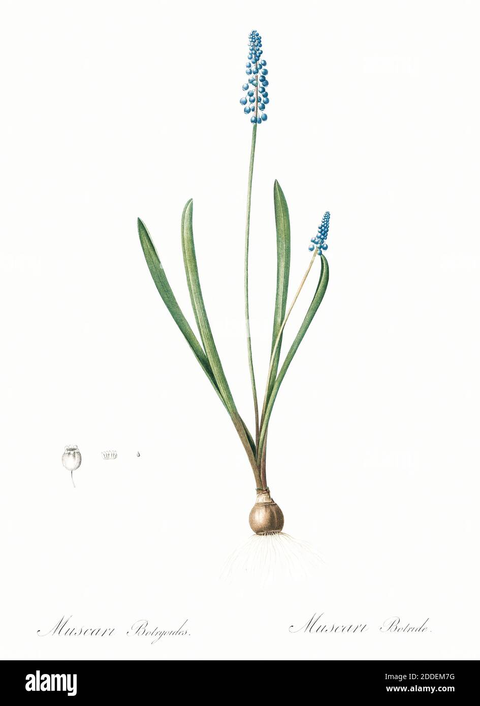 Hyacinth drawing hi-res stock photography and images - Alamy