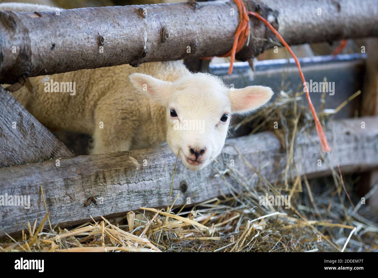 Afarm hi-res stock photography and images - Alamy